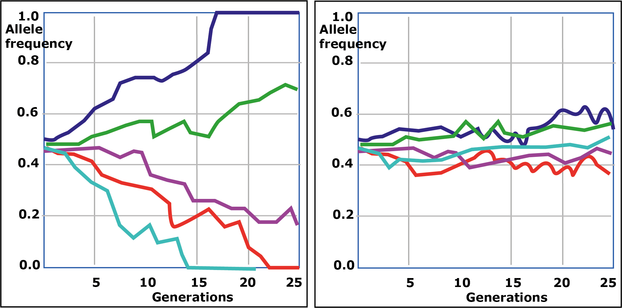 Allele Frequency Graph
