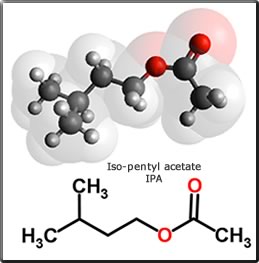 honey bee genetics and pheromones