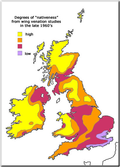 Characteristics of the black bee