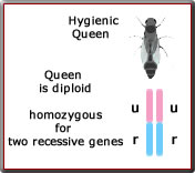 genetics and hygienic behaviour